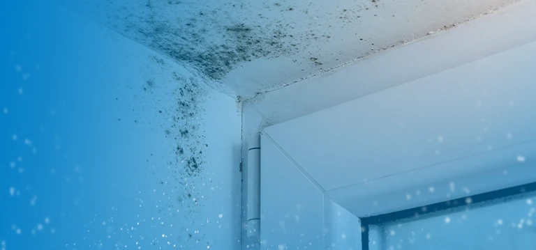 Expert Mould Control Solutions | Rentokil Boecker®