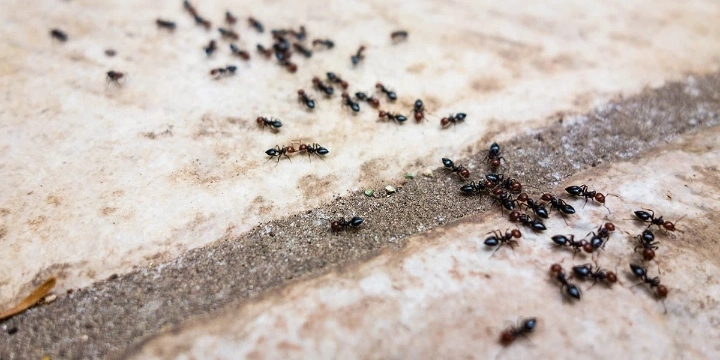 Crawling Insects | Rentokil Boecker®